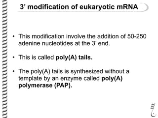 281 lec14 eukaryptic_transcription | PDF