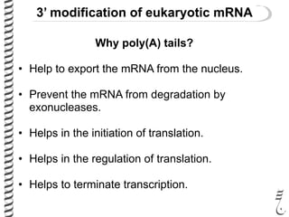 281 lec14 eukaryptic_transcription | PDF