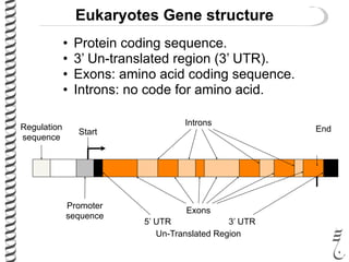 281 lec14 eukaryptic_transcription | PPT