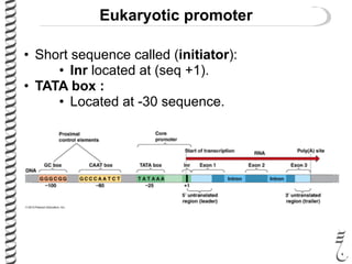 281 lec14 eukaryptic_transcription | PDF
