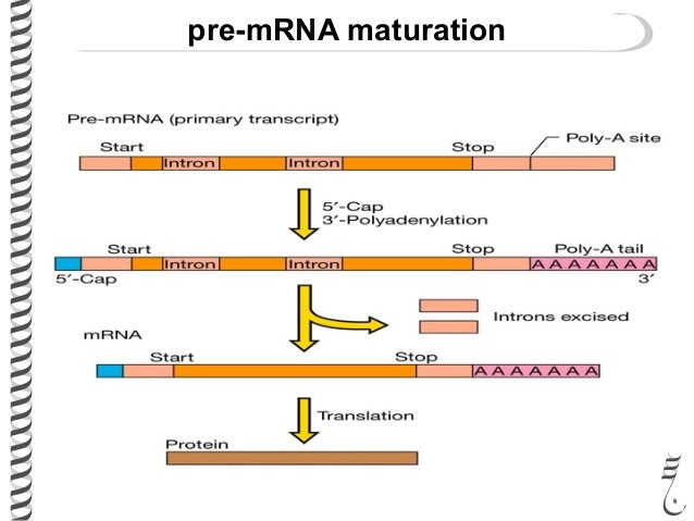 281 lec14 eukaryptic_transcription