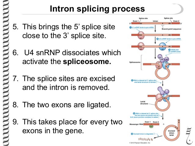 281 lec14 eukaryptic_transcription