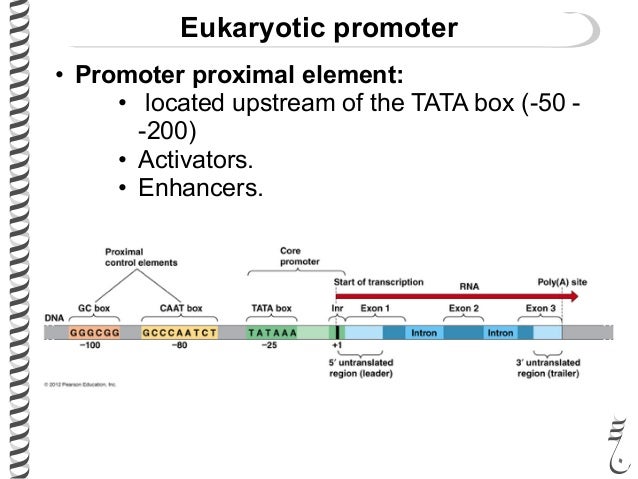 281 lec14 eukaryptic_transcription