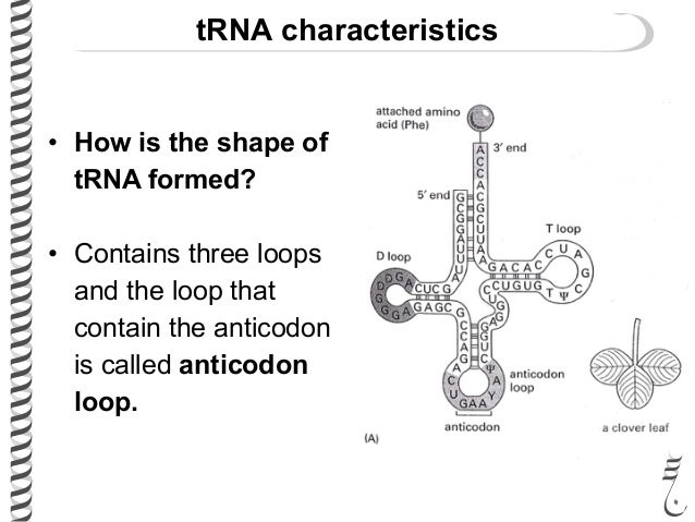 281 lec17 tRNA and rRNA