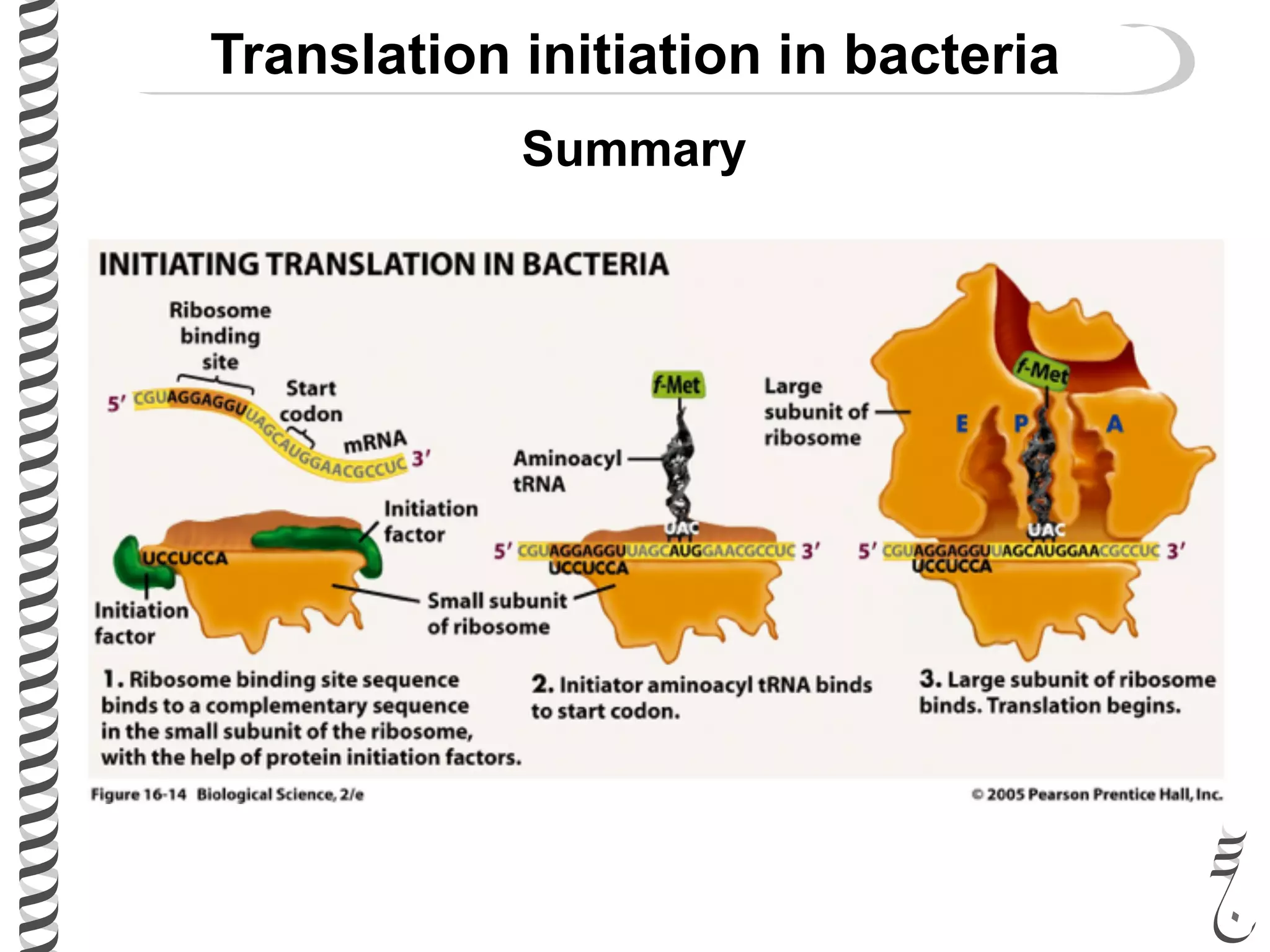 281 lec18 prokaryotic_translation | PDF