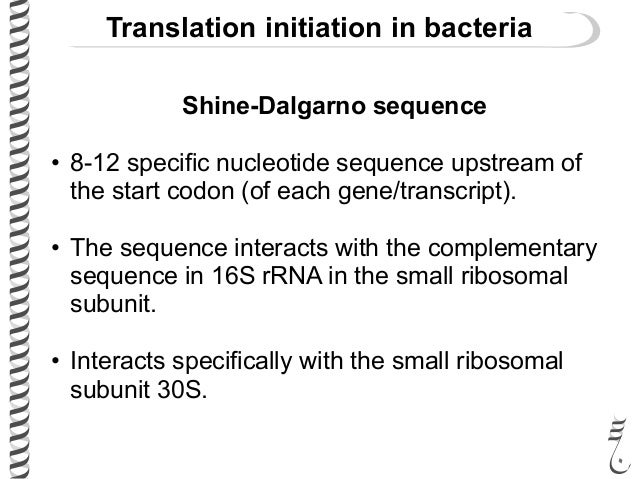 281 lec18 prokaryotic_translation