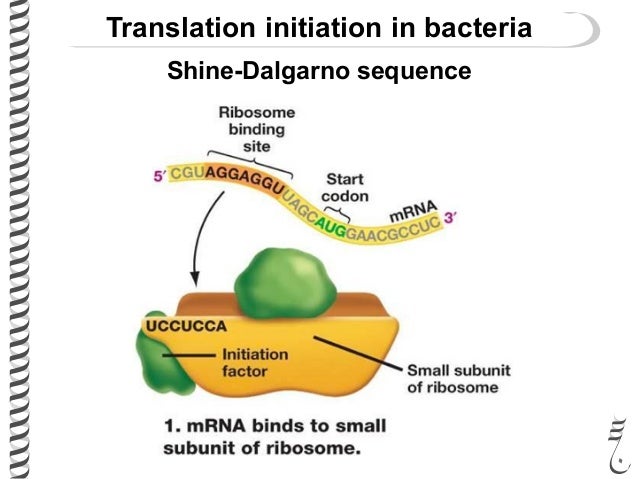 281 lec18 prokaryotic_translation
