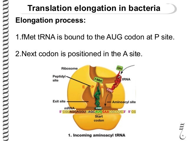 281 lec18 prokaryotic_translation