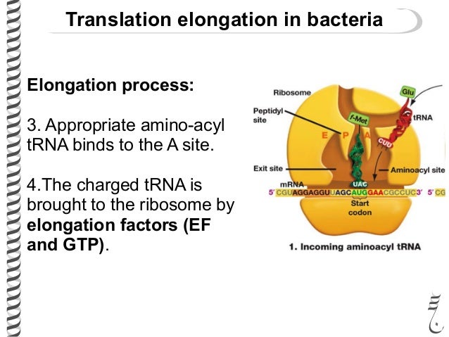 281 lec18 prokaryotic_translation