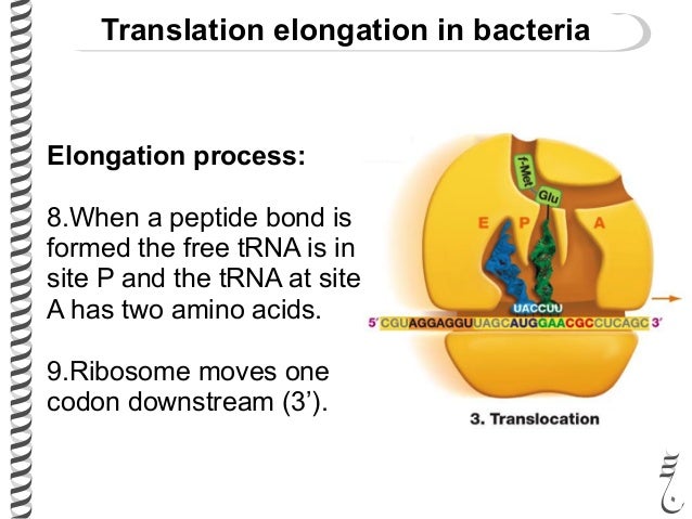 281 lec18 prokaryotic_translation