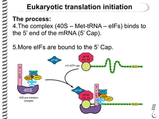 281 lec19 euk_translation | PDF