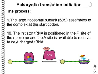 281 lec19 euk_translation | PDF