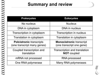 281 lec19 euk_translation | PDF