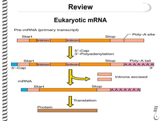 281 lec19 euk_translation | PDF