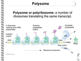 Polysome Poly