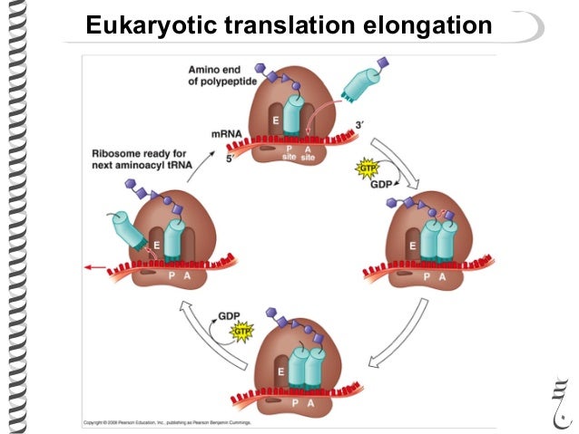 281 lec19 euk_translation
