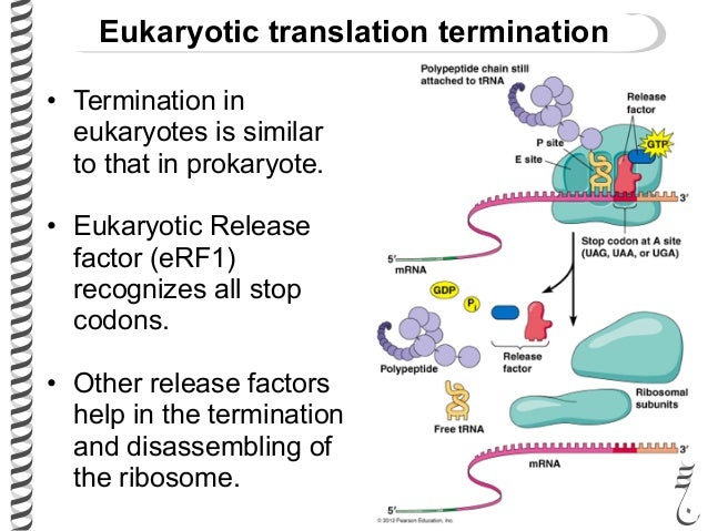 281 lec19 euk_translation