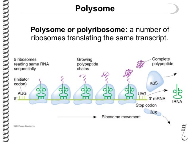 281 lec19 euk_translation
