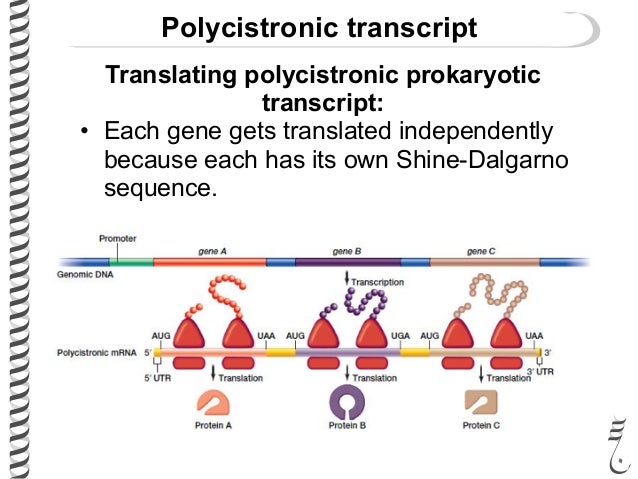 281 lec19 euk_translation