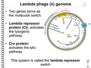281 lec21 phage_repressor | PDF