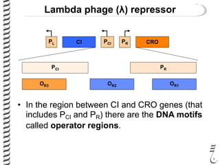281 lec21 phage_repressor | PDF