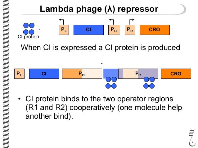 281 lec21 phage_repressor