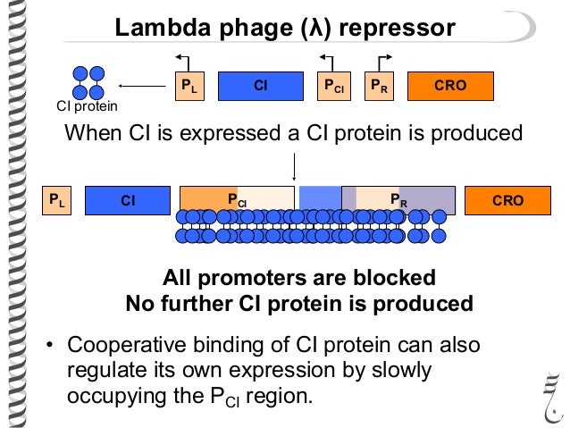 281 lec21 phage_repressor