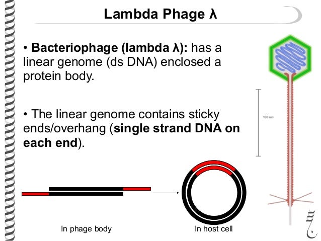 281 lec21 phage_repressor