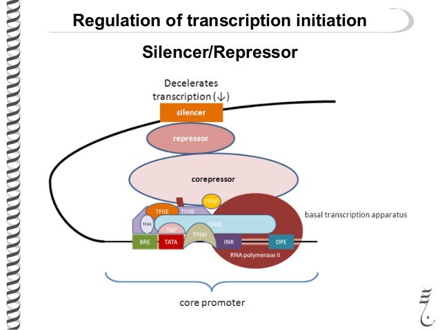 281 lec23 eukaryotic_regulation1