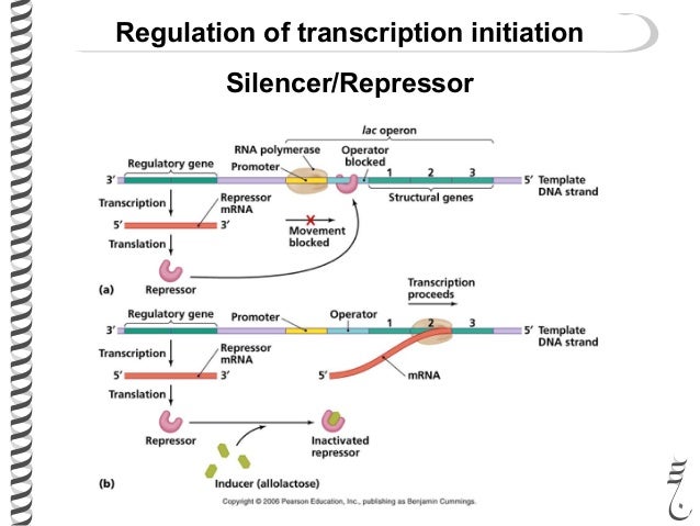 281 lec23 eukaryotic_regulation1