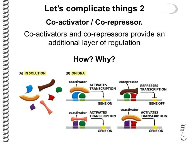 281 lec23 eukaryotic_regulation1