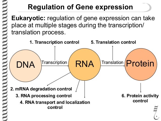 281 lec23 eukaryotic_regulation1
