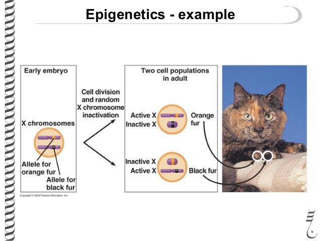 Epigenetics Examples