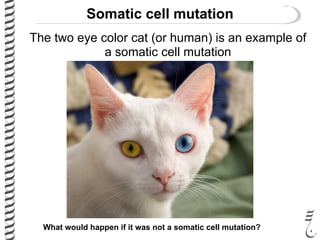 281 lec26 mutation | PPT