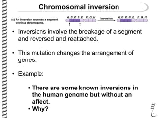 281 lec28 chromosomal_mutations | PDF