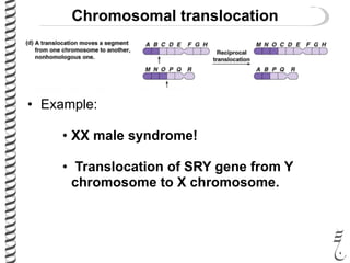 281 lec28 chromosomal_mutations | PDF
