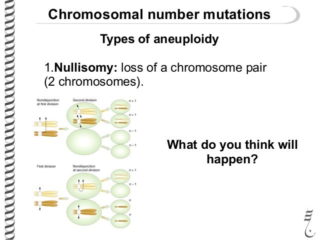 281 lec28 chromosomal_mutations