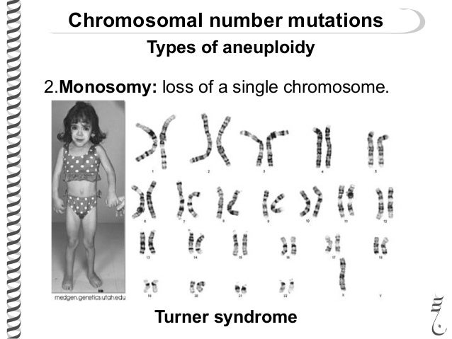 281 lec28 chromosomal_mutations