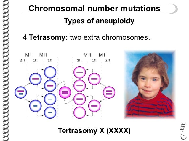 281 lec28 chromosomal_mutations