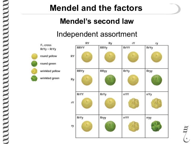 281 lec3 mendel_genetics
