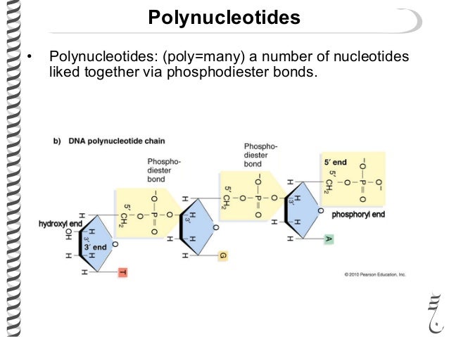 Polynucleotide Formation