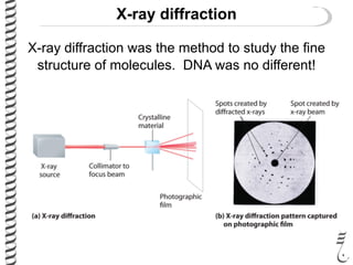 281 lec6 double_helix | PPT