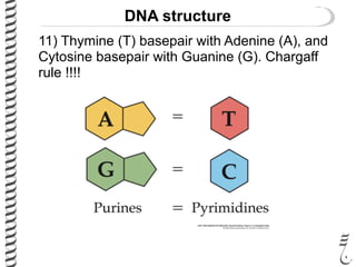Erwin Chargaff Experiment