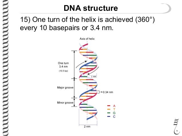 281 lec6 double_helix