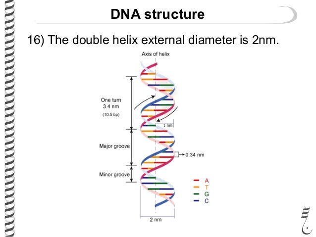 281 lec6 double_helix