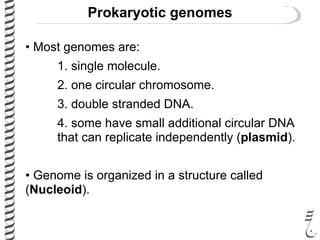 281 lec7 genome_organization | PDF
