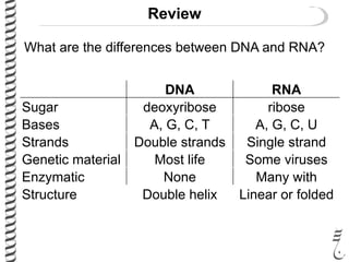 281 lec7 genome_organization | PDF