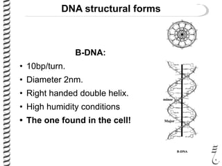 281 lec7 genome_organization | PDF