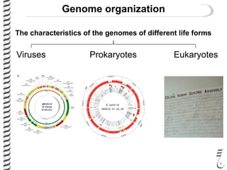 281 lec7 genome_organization | PDF