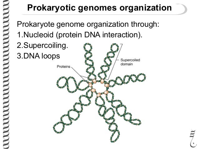 281 lec7 genome_organization